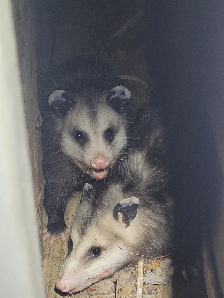 Virginia Opossum from Rome, GA 30161, USA on October 20, 2023 at 09:10 ...