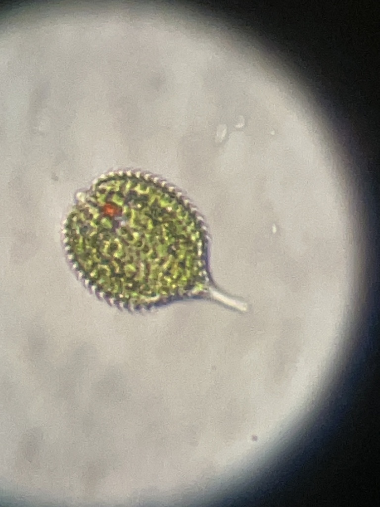 Phacus monilatus monilatus (protozoans of the USA) · iNaturalist