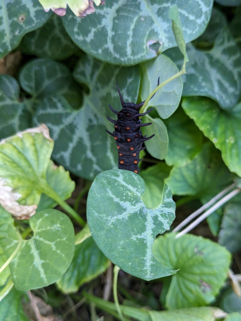Pipevine Swallowtail In October 2023 By Beckymn On White Veined Hardy
