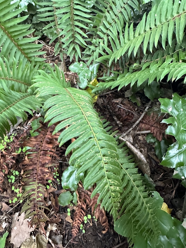 western sword fern from Diamond Ridge Loop, Eugene, OR, US on October ...