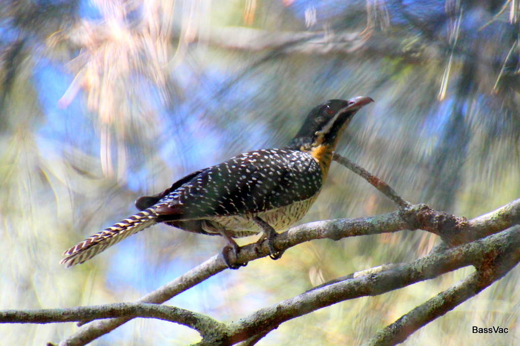 Eastern Australian Koel from 14 Jacksons Rd, Sydney NSW 2102, Australia ...