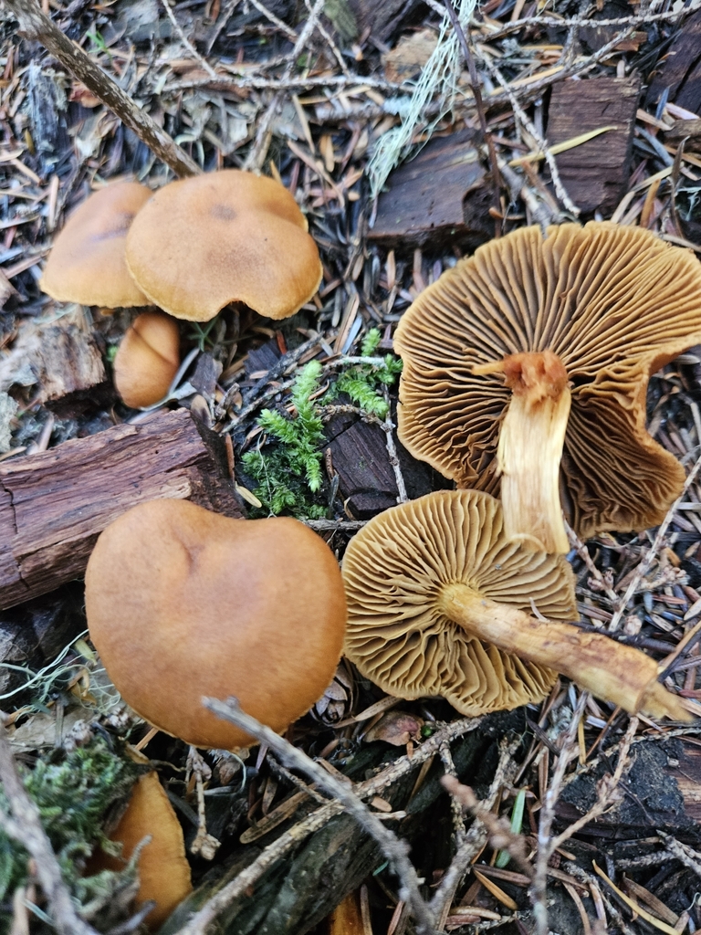 sunset webcap from Skamania County, US-WA, US on October 20, 2023 at 12 ...