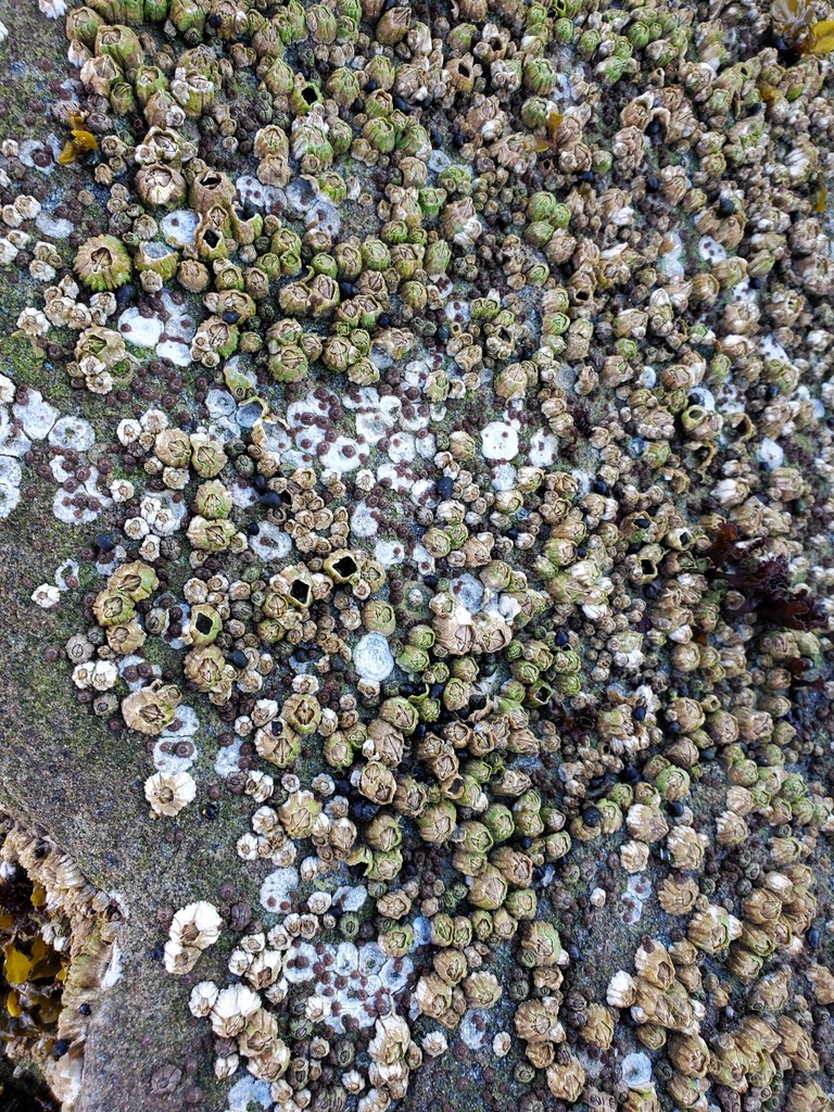 Pacific Acorn Barnacle from Central Vancouver, Vancouver, BC, Canada on ...