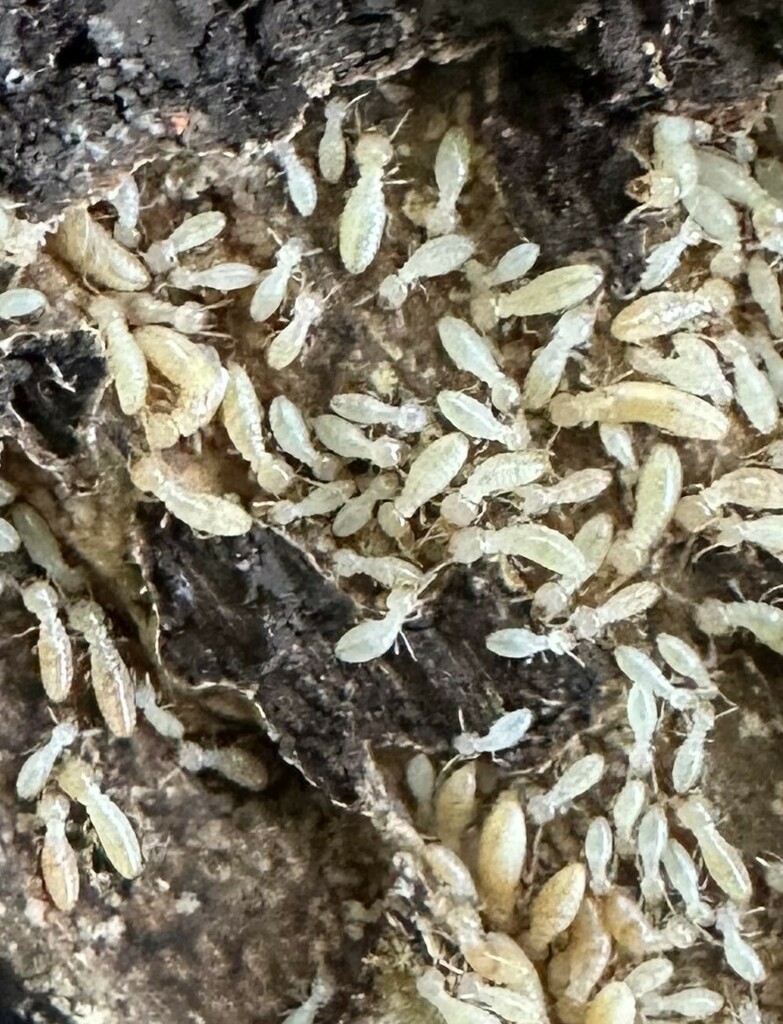 Eastern Subterranean Termite from TVA Nature Loop, Old Railroad Bridge ...