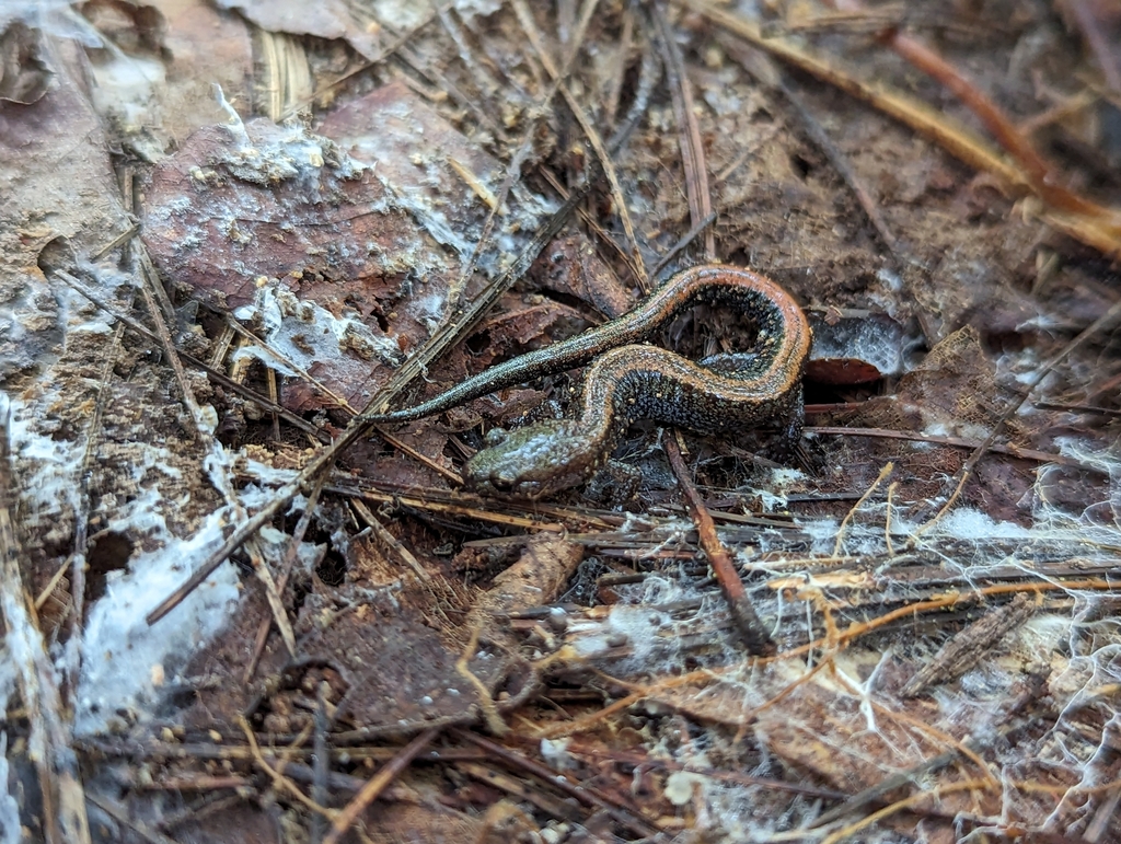 Eastern Red-backed Salamander from Burke County, US-NC, US on October ...