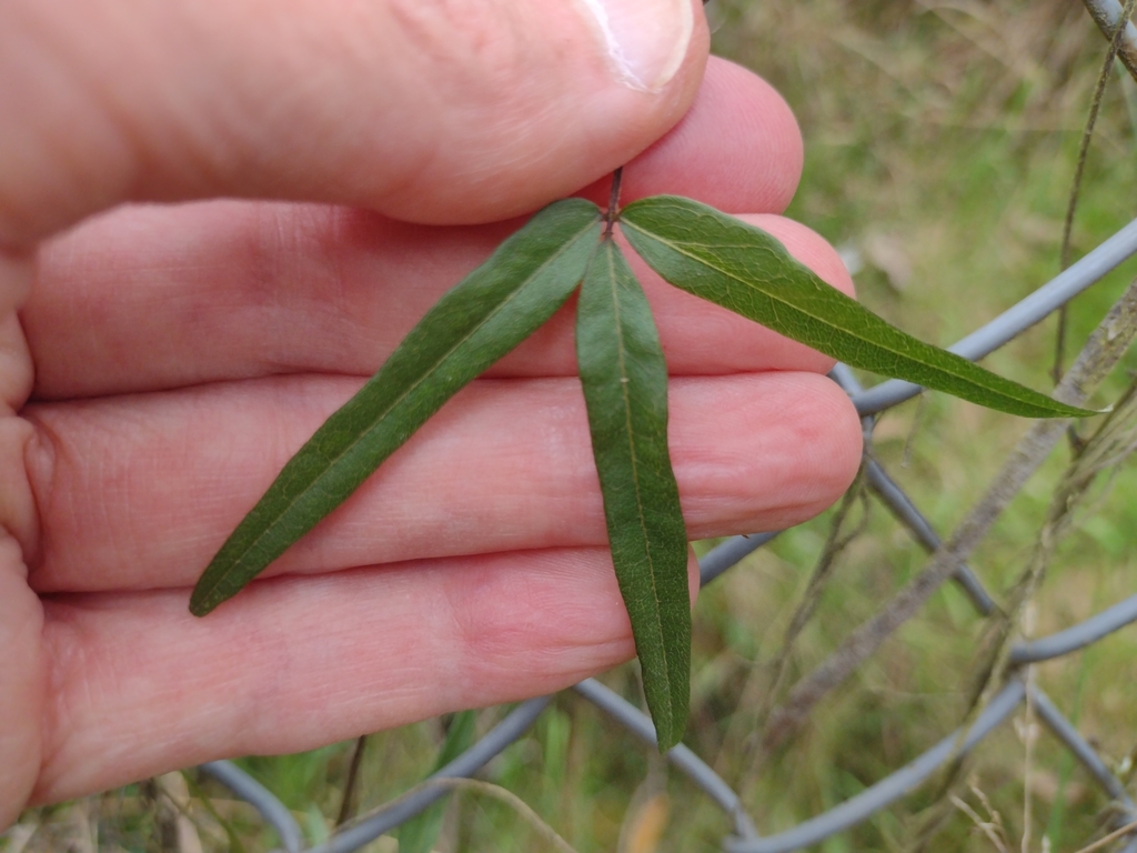 Glycine microphylla from Lysterfield VIC 3156, Australia on October 21 ...