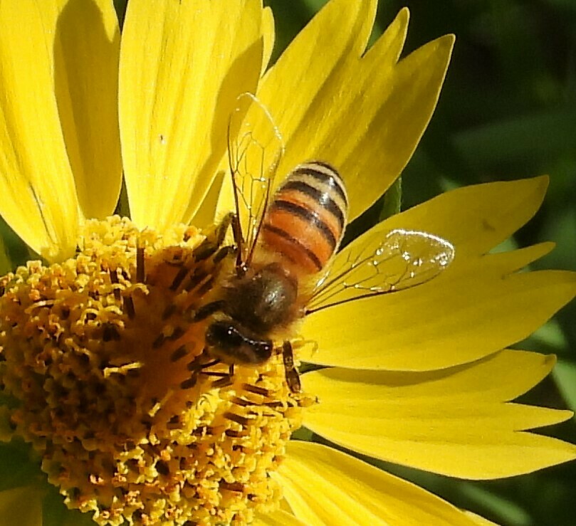 Western Honey Bee from Hill County, TX, USA on October 17, 2023 at 04: ...