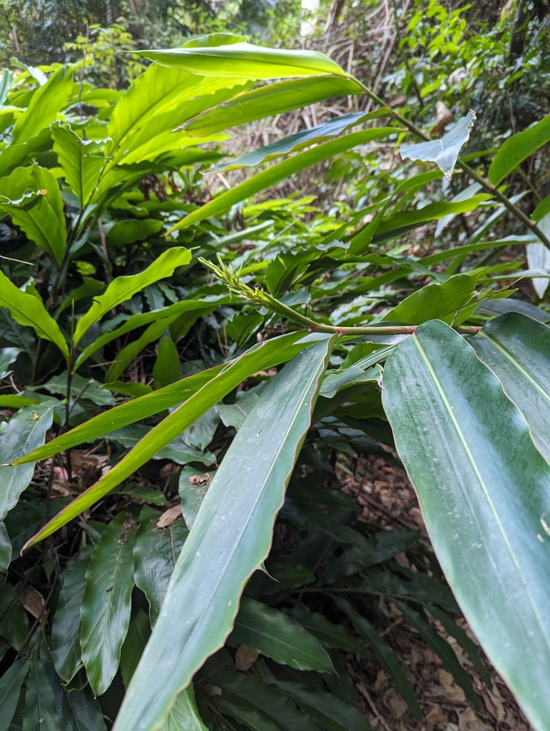 Native Ginger from Mount Glorious QLD 4520, Australia on October 20 ...