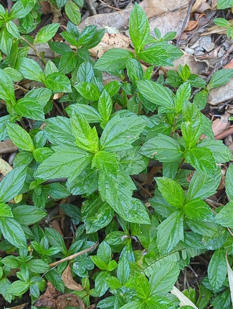 trailing daisy from Bongaree QLD 4507, Australia on October 21, 2023 at ...