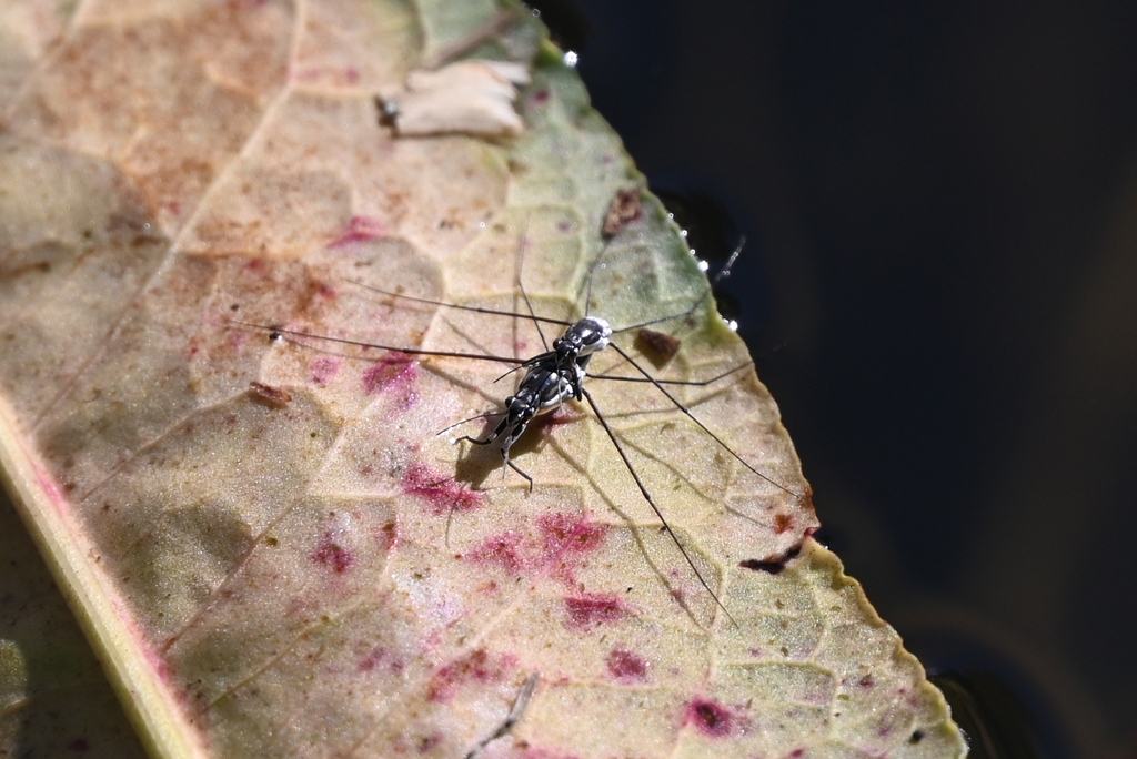Neogerris hesione from Champaign County, IL, USA on October 20, 2023 at ...