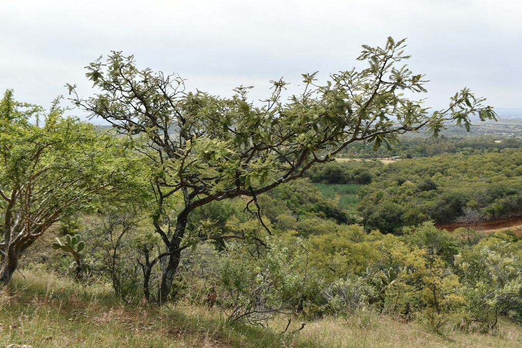 fern-leaf acacia from León, Gto., México on October 19, 2023 at 12:30 ...