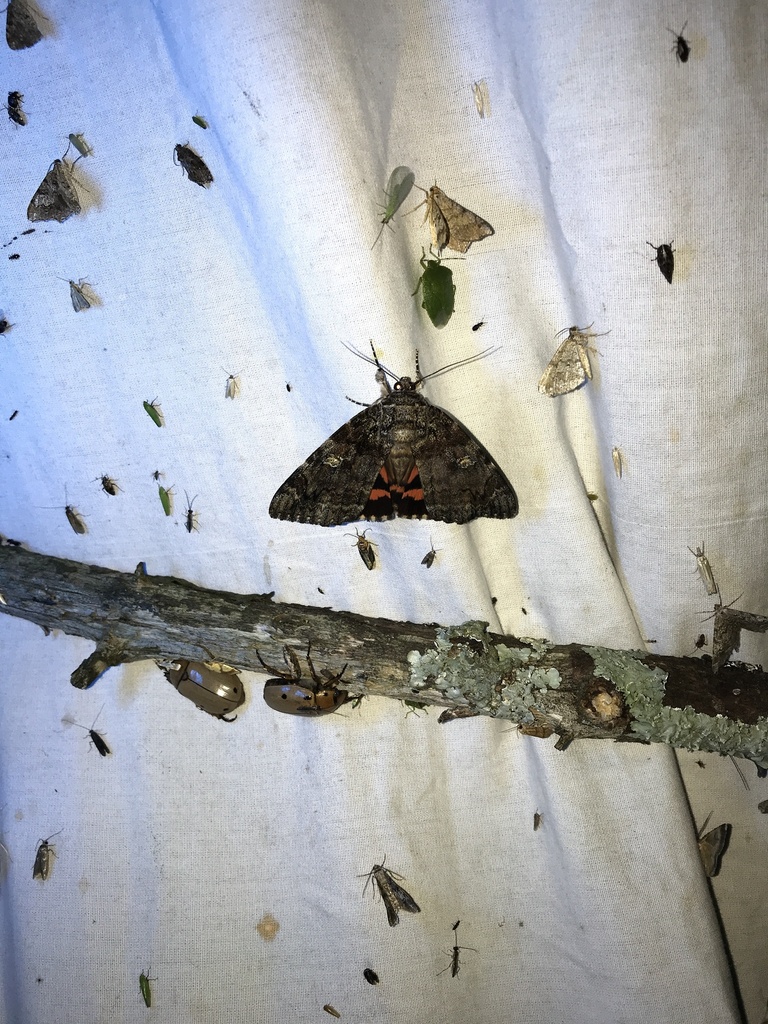 Ilia and Umber Underwings from Dalton, GA, USA on June 29, 2023 at 04: ...