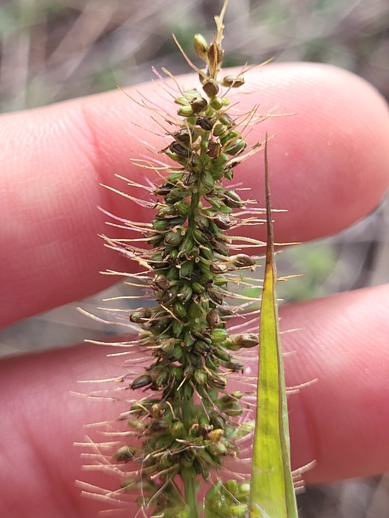 bur bristle grass from 22920 B.C., México on October 20, 2023 at 09:10 ...