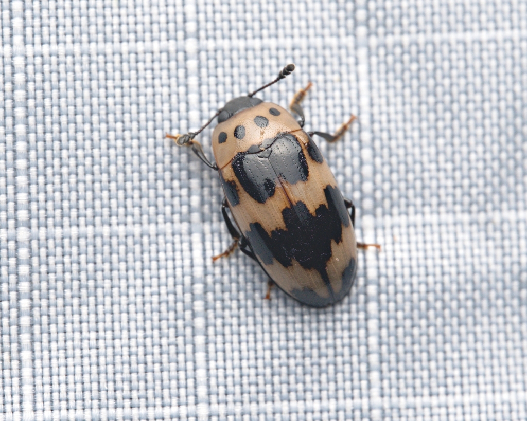Four-spotted Fungus Beetle from Newark, DE, USA on October 2, 2023 at ...