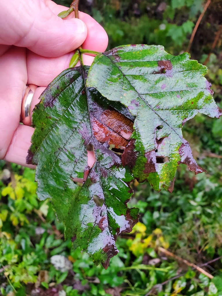 Red Alder from Downtown Juneau, Juneau, AK 99801, USA on September 22 ...