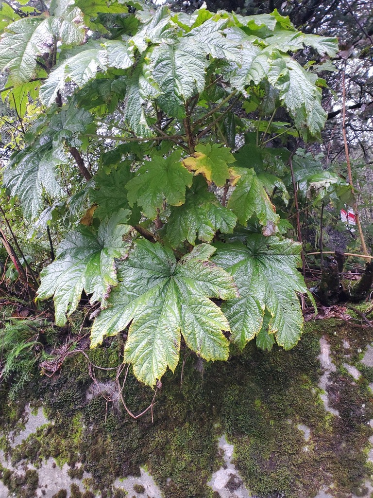 Devil's Club from Downtown Juneau, Juneau, AK 99801, USA on September ...