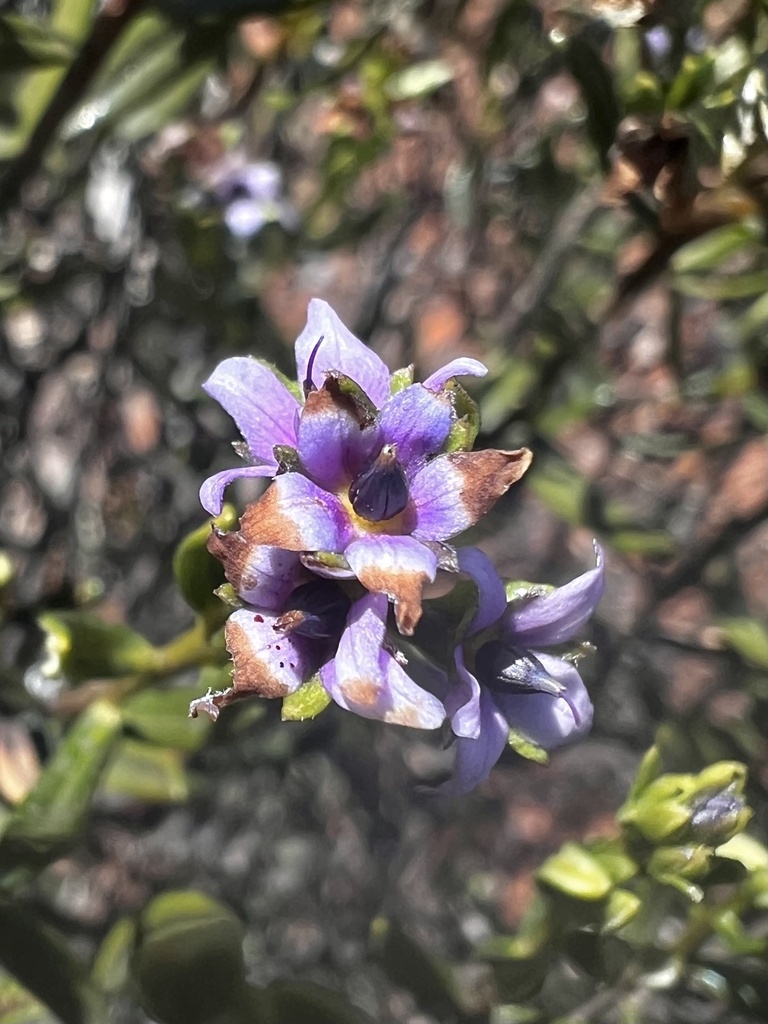 Lavender Halgania (Halgania andromedifolia) - Botanical Realm