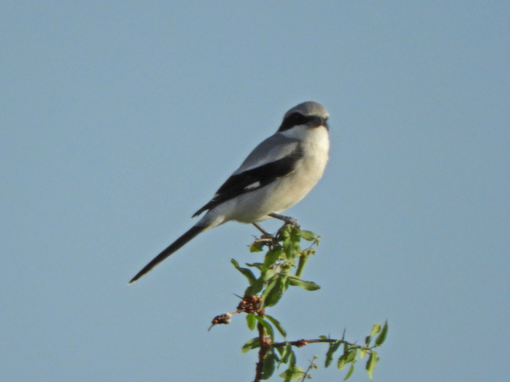 Loggerhead Shrike from Organ Pipe Cactus National Monument, Pima Co ...