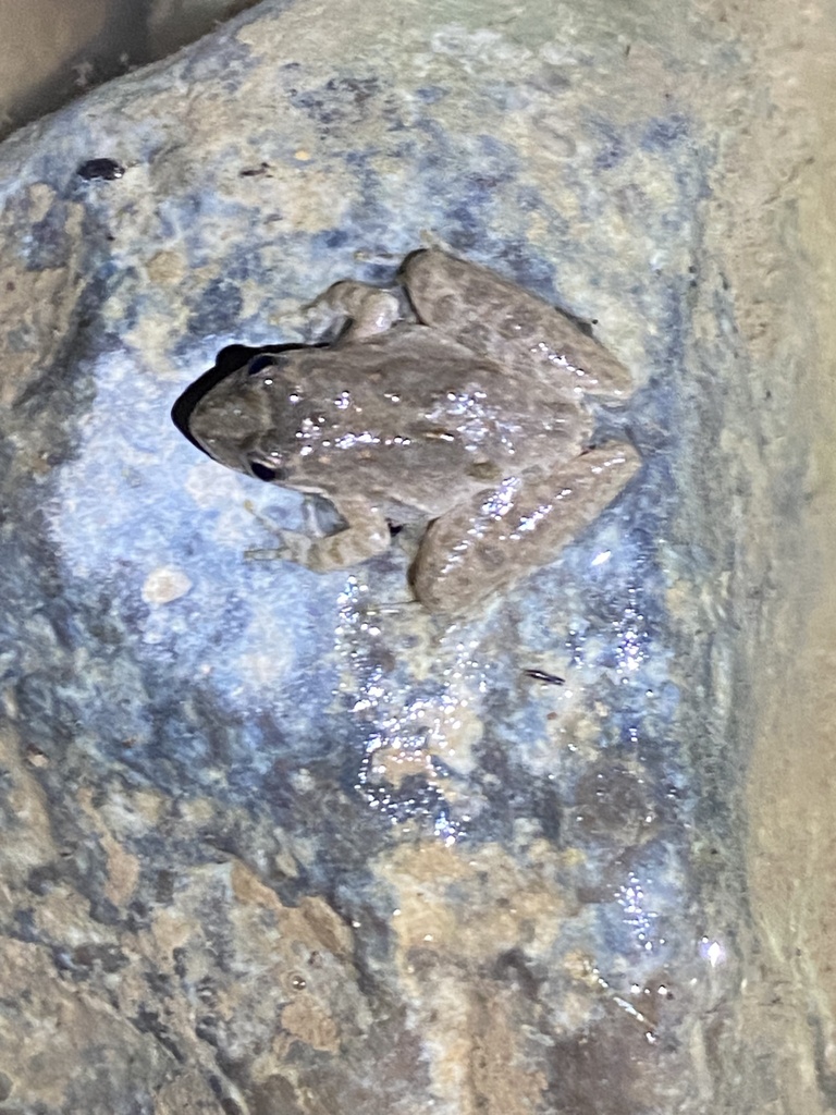 Blanchard's Cricket Frog from San Saba, TX, US on October 20, 2023 at ...