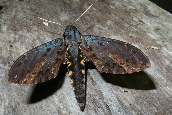 Neococytius cluentius from La Macarena, Meta, Colombia on September 21 ...