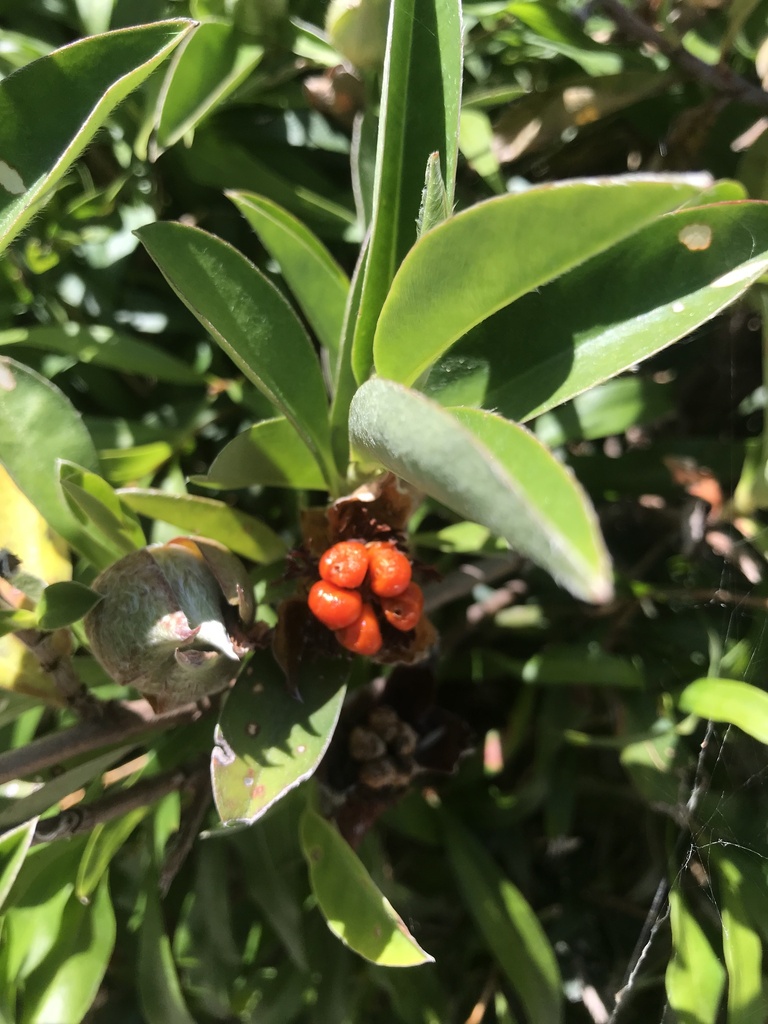 Climbing Guinea flower from Moreton Bay Marine Park, Bongaree, QLD, AU on October 21, 2023 at 01 ...