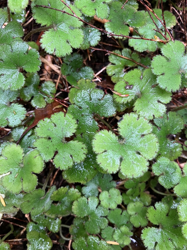 water pennyworts from Colville Channel, Auckland, NZ on October 21 ...