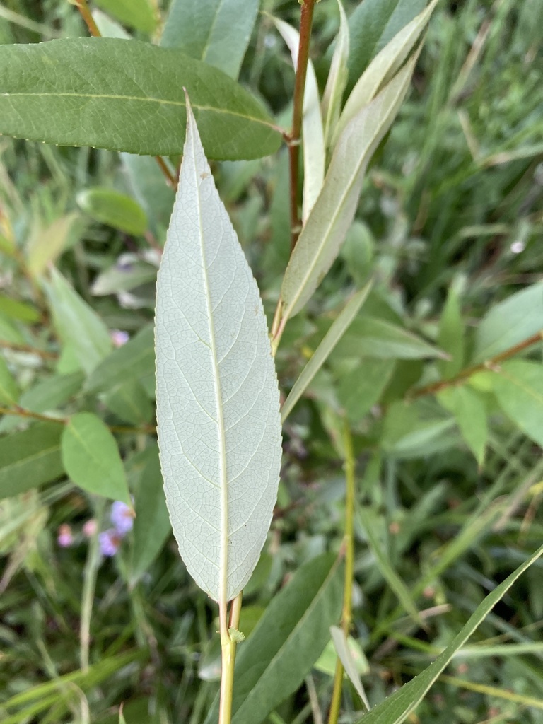 Pacific Willow from Mountain Meadows, Mount Rainier National Park ...
