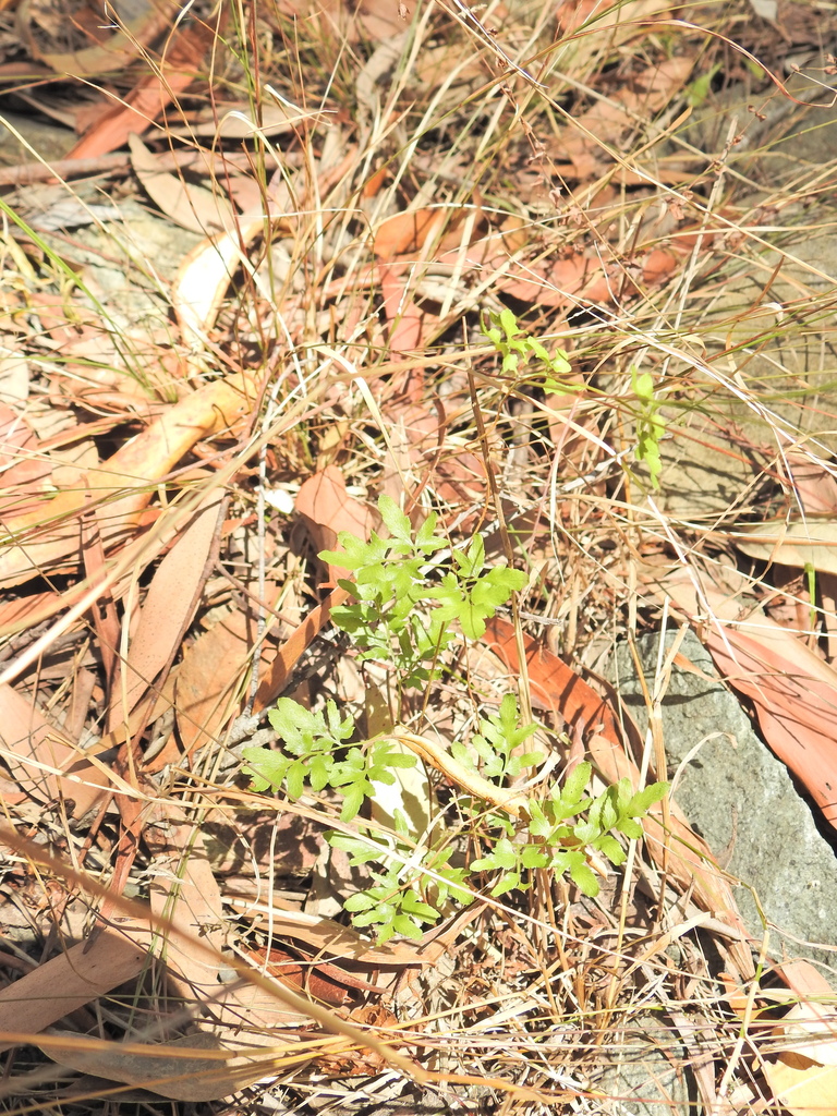 Japanese climbing fern from Talegalla Weir QLD 4650, Australia on ...