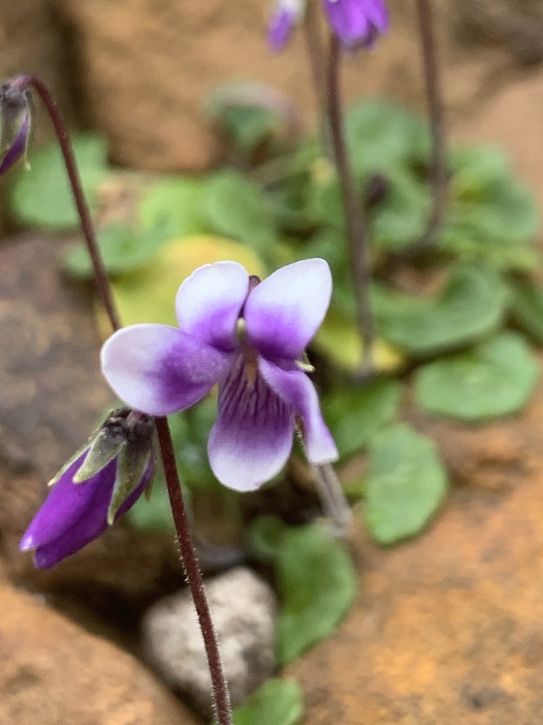 Ivy Leaved Violet from Kelcey Tier Greenbelt, Stony Rise, TAS, AU on ...