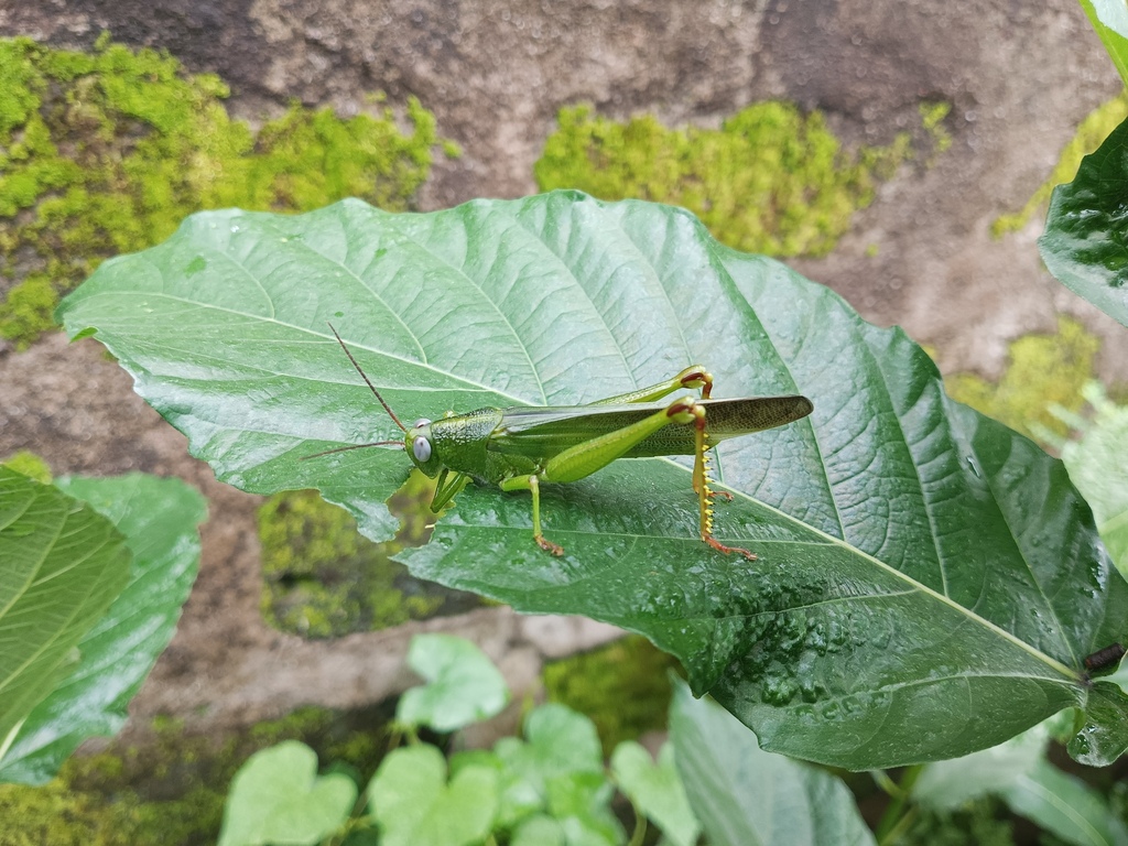 Melicodes tenebrosa from Taytay, 1920 Rizal, Philippines on October 21 ...