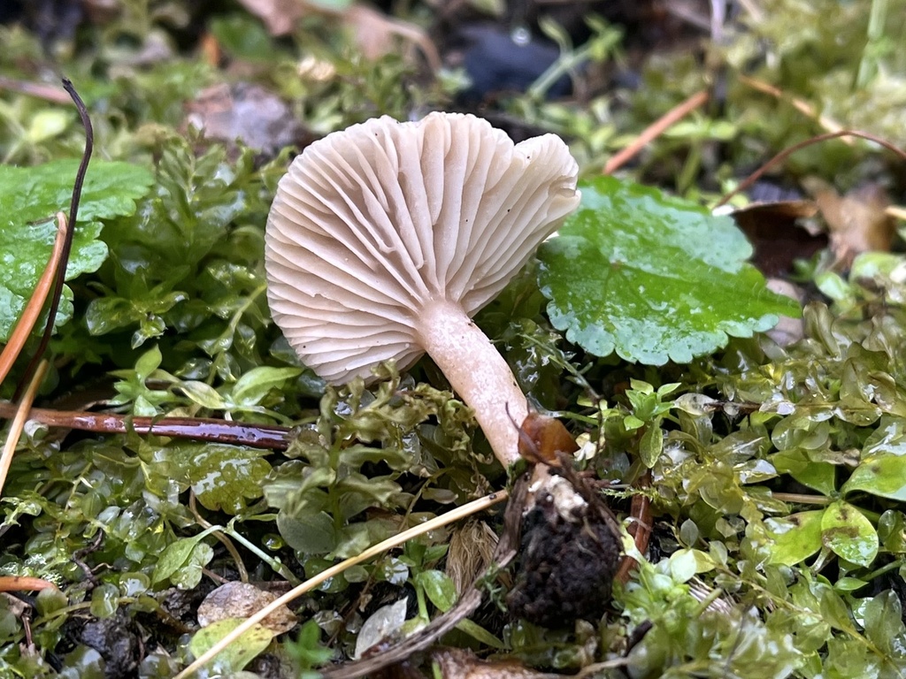 Lactarius lepidotus from Okanogan - Wenatchee National Forest, Cle Elum ...