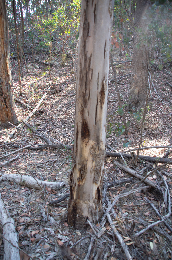gum trees from Coimadai VIC 3340, Australia on March 16, 2019 at 04:03 ...