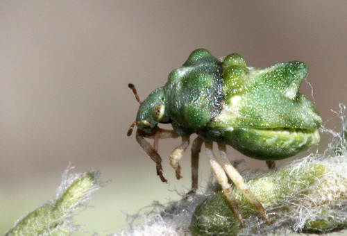 Genus Tarisa · iNaturalist