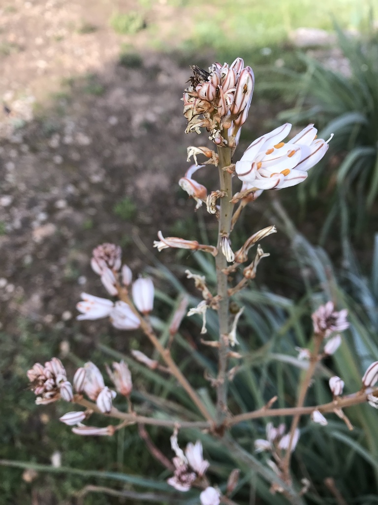 Gamón común (Flora de Valdelatas) · iNaturalist