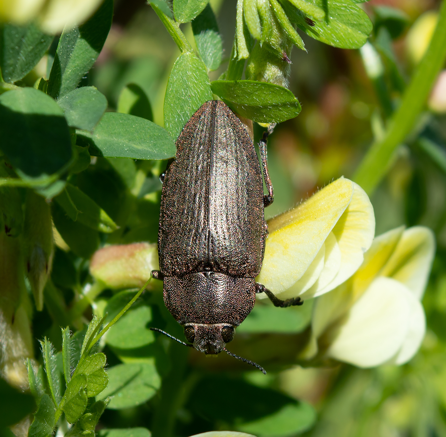 Perotis lugubris (Fabricius, 1777)