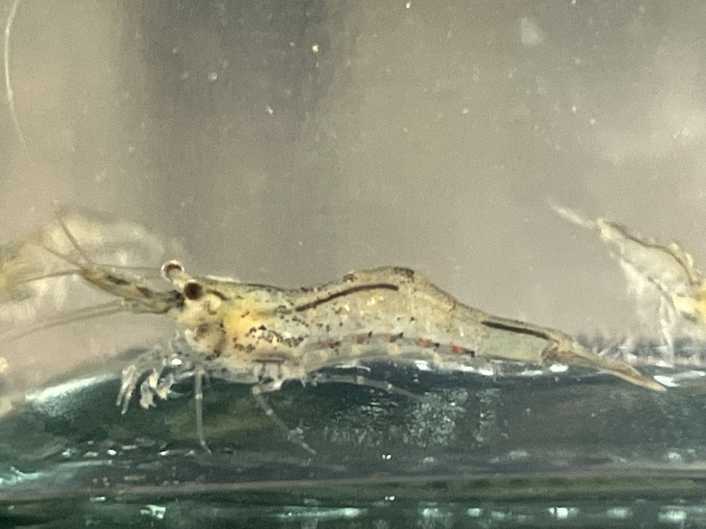 Australian glass shrimp from Angas River, Strathalbyn, SA, AU on ...