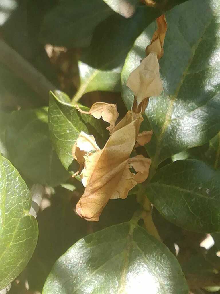 Common Ghost Mantis from Randpark Ridge, Randburg, 2156, South Africa ...