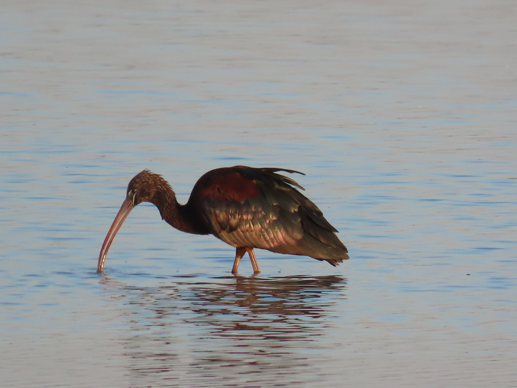 Glossy Ibis from Lake Murphy, Broadmere QLD 4420, Australia on ...