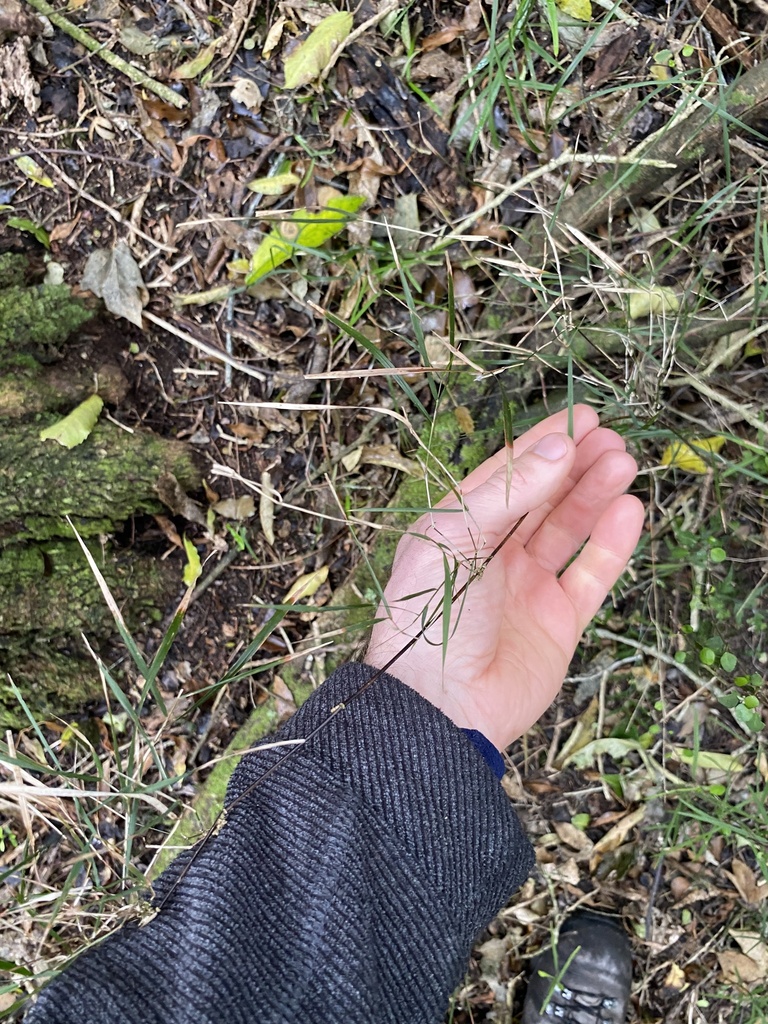Microlaena polynoda from Te Waipounamu/South Island, Palmerston, Otago ...