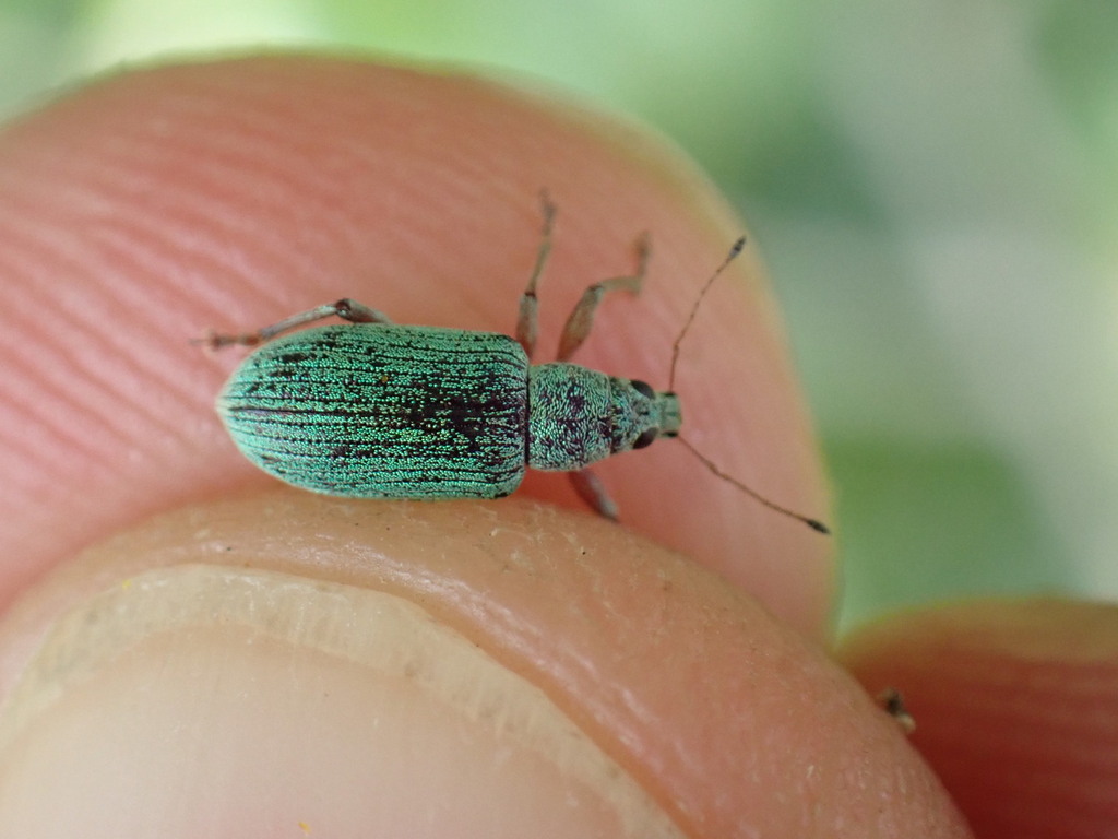 Green Immigrant Leaf Weevil from Salon-de-Provence, France on June 17 ...