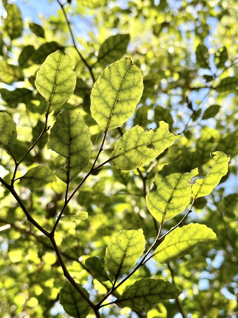 Marble leaf from Te Waipounamu/South Island, Oxford, Canterbury, NZ on ...