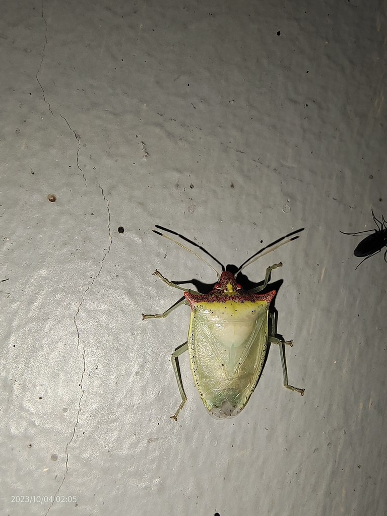 Priassus spiniger from Honghe Hani and Yi, CN-YN, CN on October 4, 2023 ...