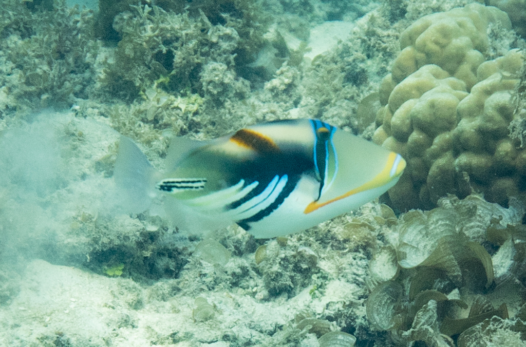 Lagoon Triggerfish from Moorea on October 20, 2023 at 07:06 PM by Tobin ...