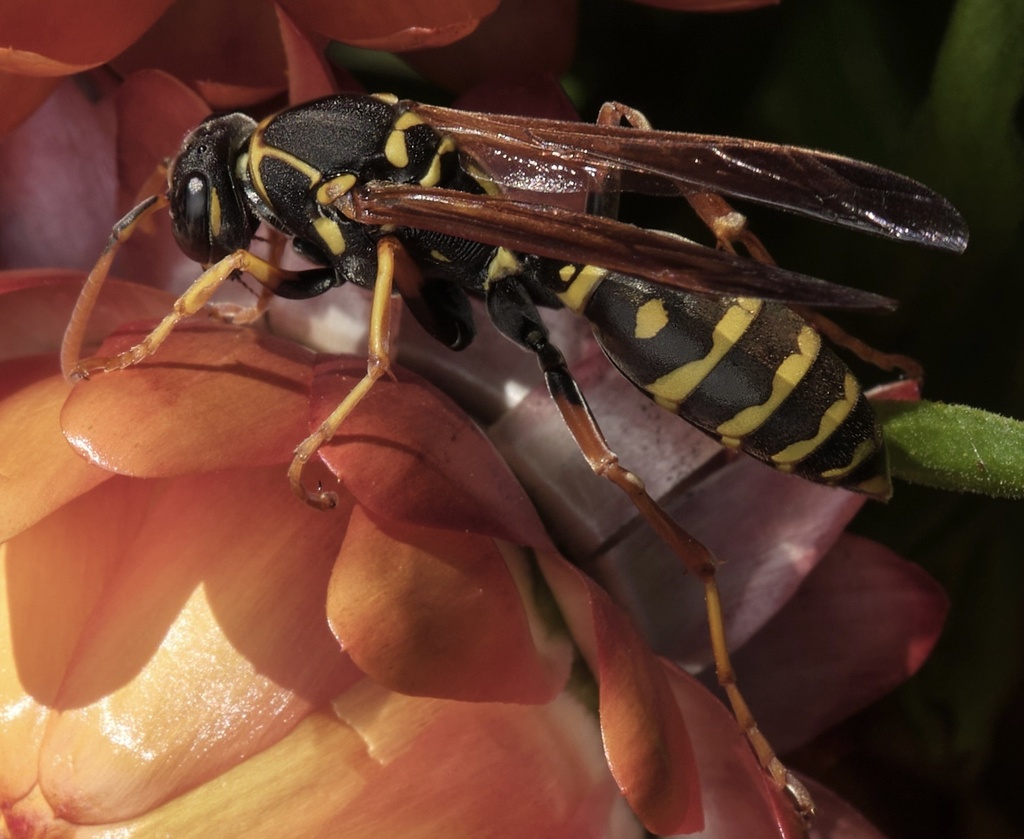 Asian Paper Wasp from Te Ika-a-Māui/North Island, Ōtaki, Wellington, NZ ...