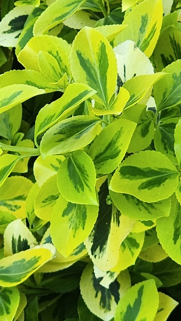 Japanese spindle tree from Christchurch Central City, Christchurch, New ...