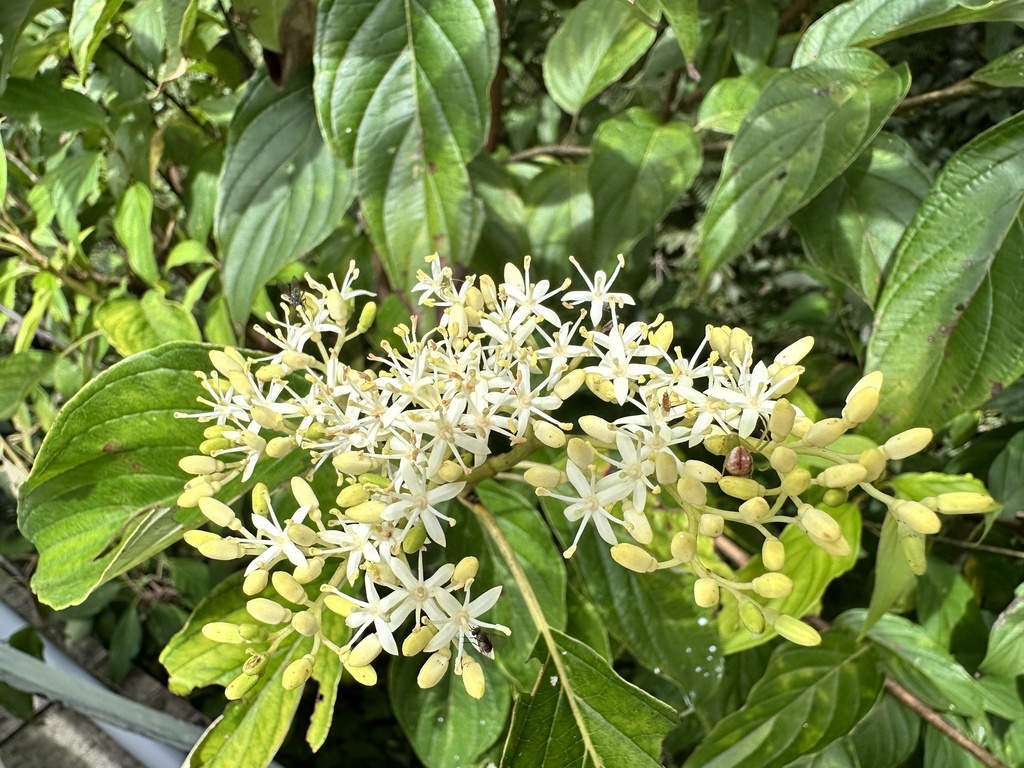 Large-Leaf Dogwood (Cornus macrophylla) - Botanical Realm