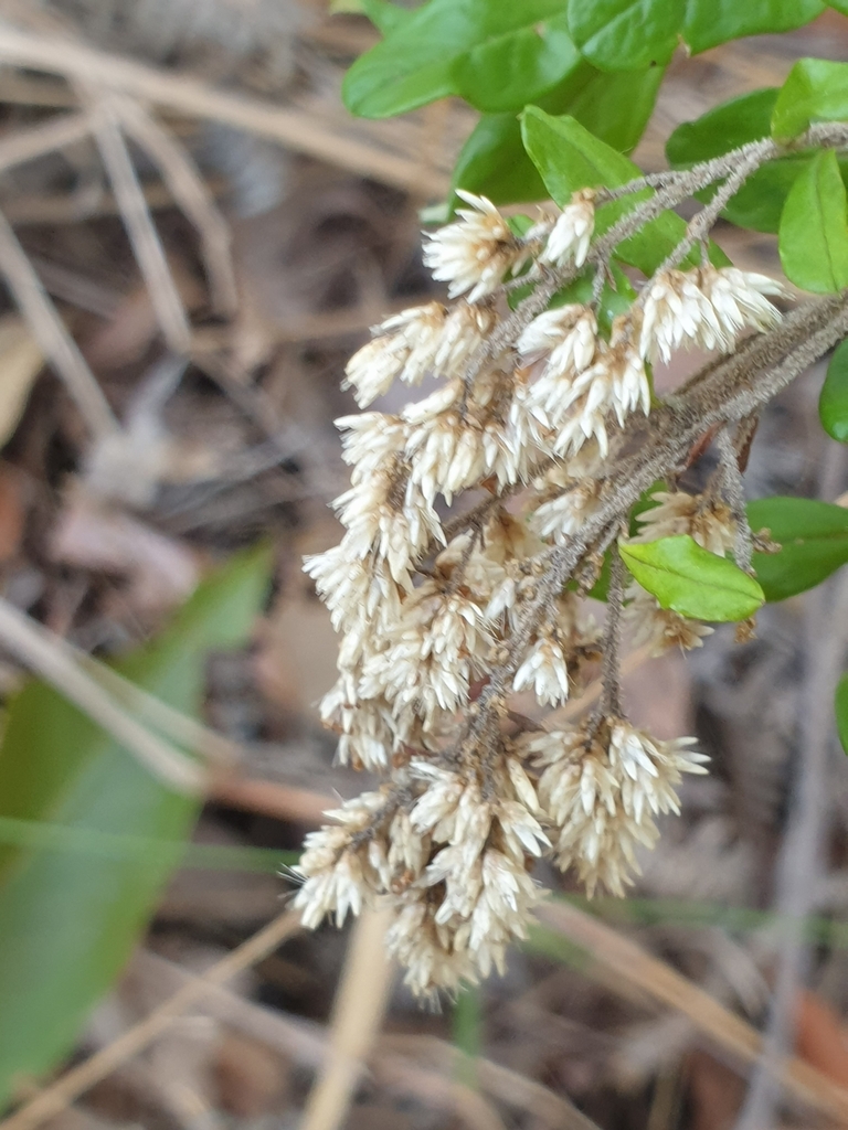 Cassinia subtropica from Ninderry QLD 4561, Australia on September 10 ...