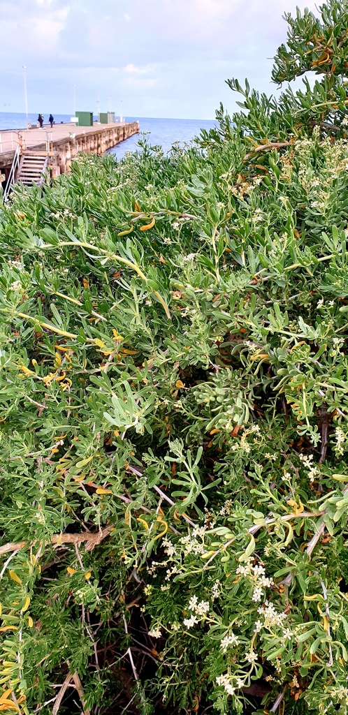 nitre bush from Edithburgh Jetty on October 21, 2023 at 06:57 PM by ...