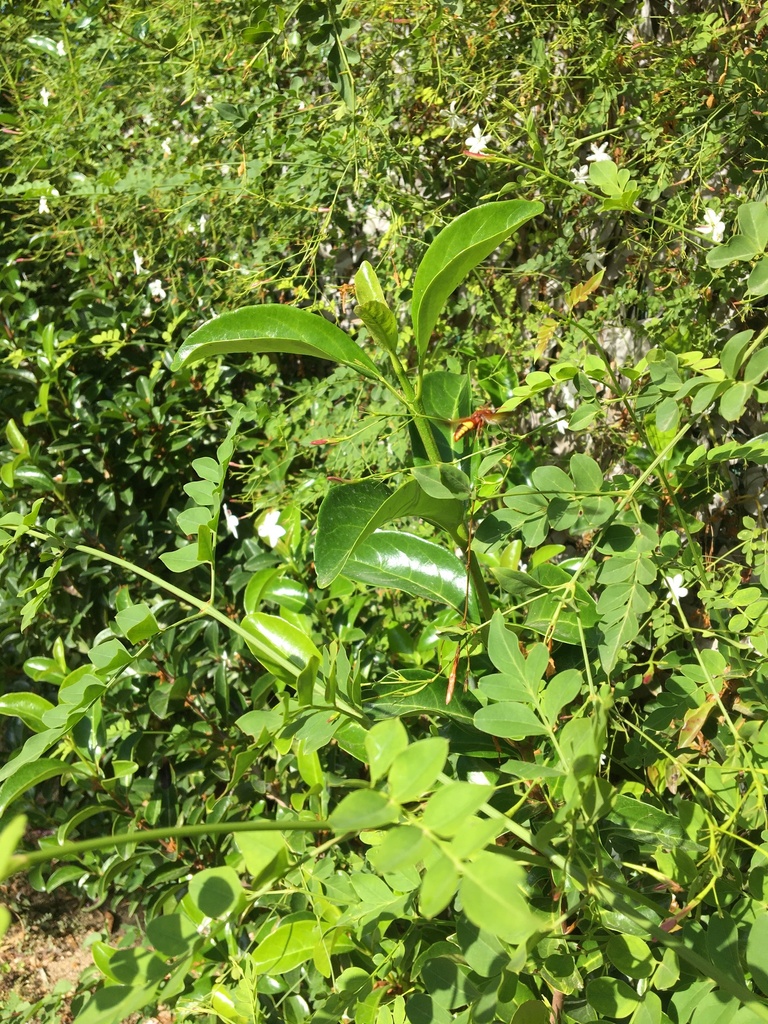 Mediterranean Snouted Potter Wasp from Pedion tou Areos, Athens, Attica ...