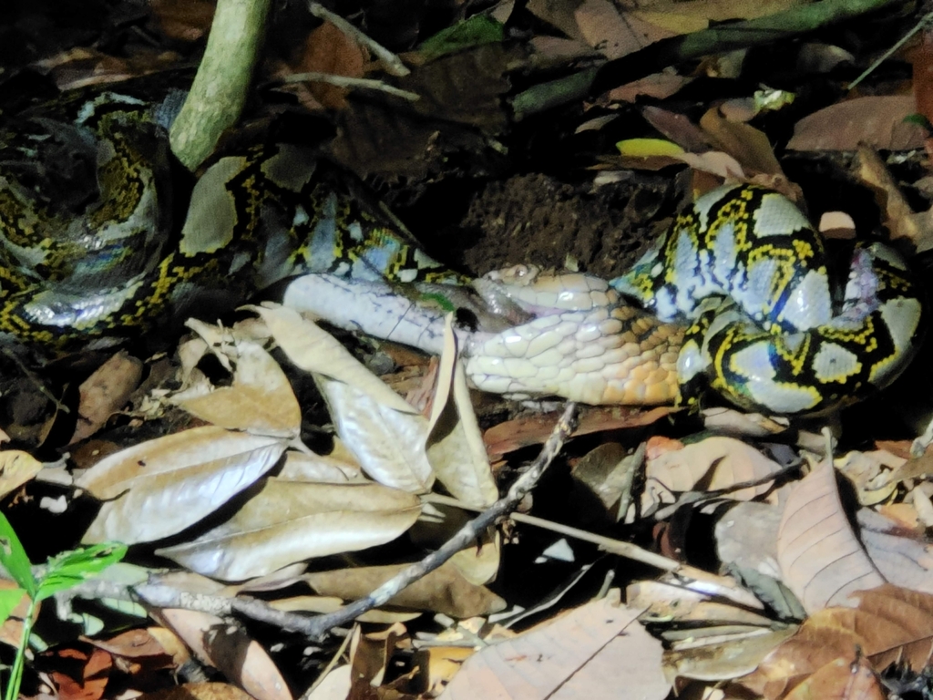 King Cobra from Mandai T15 Trail on September 21, 2023 at 10:13 PM by ...